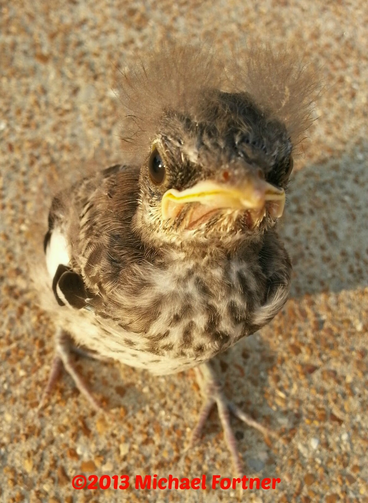 Wordless Wednesday - Baby Bird