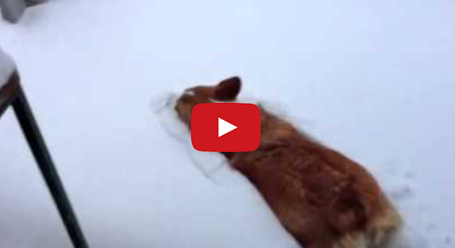 Corgi Does a Belly Flop Into Snow