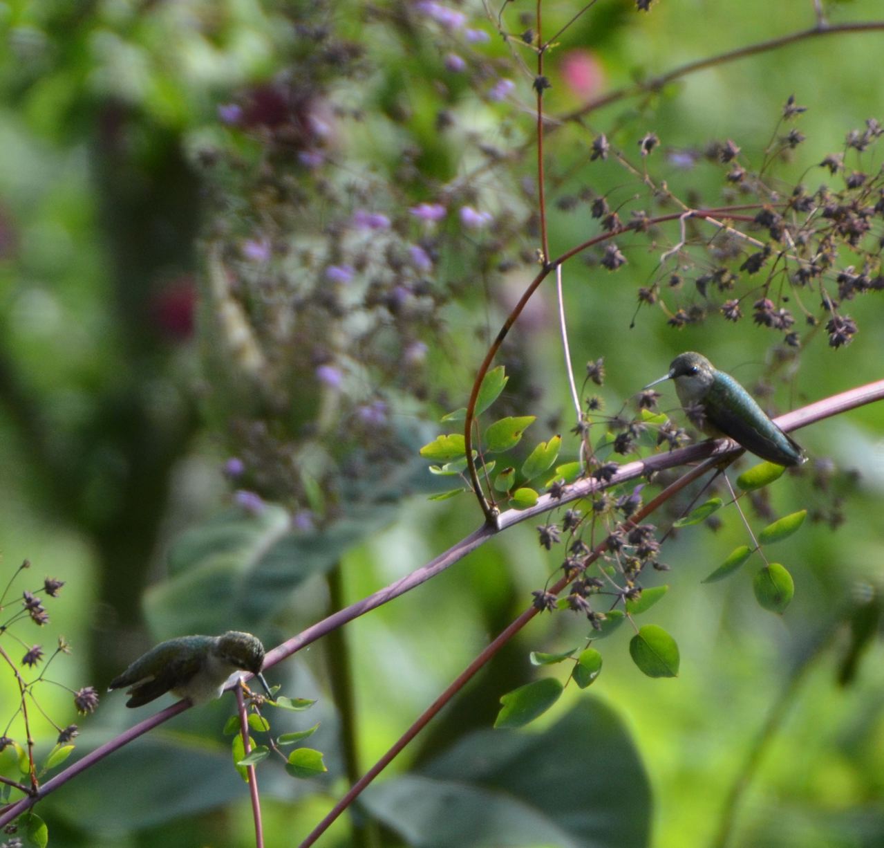 Flower Hill Farm: Ruby-throated Hummingbirds Within the Late Summer Garden