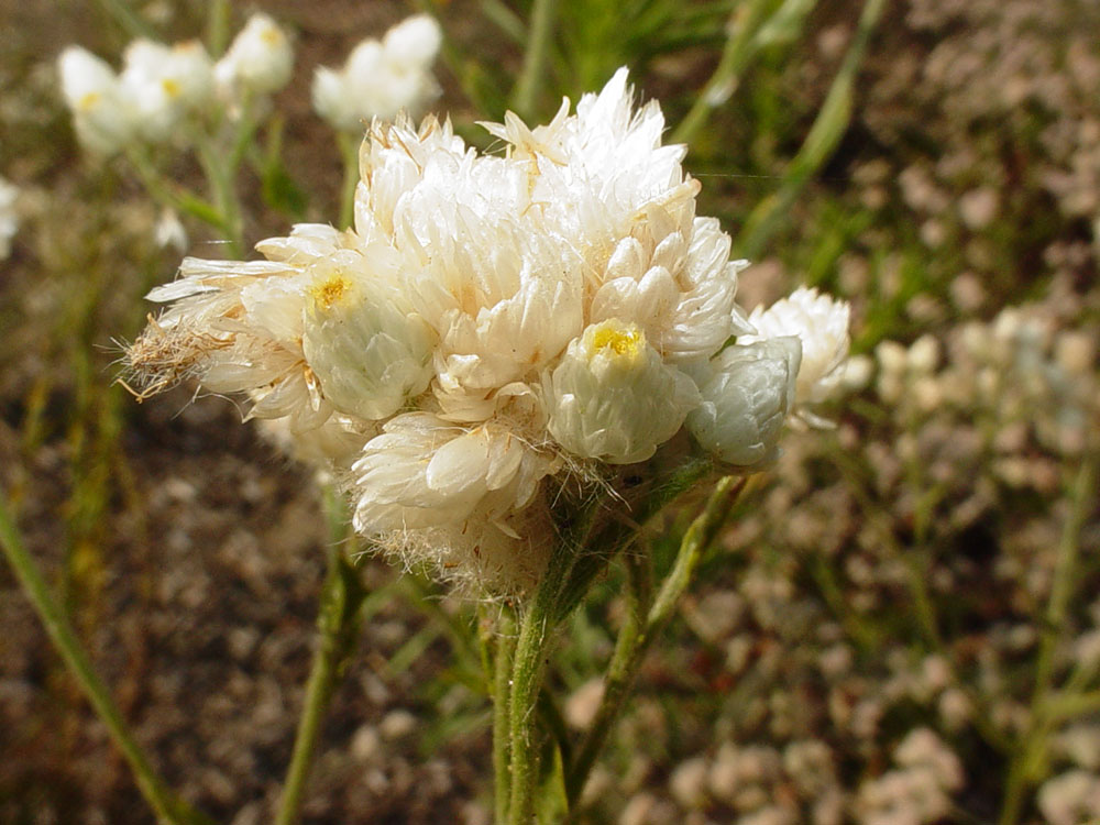 Mother Nature's Backyard - A Water-wise Garden: Plant of the Month ...