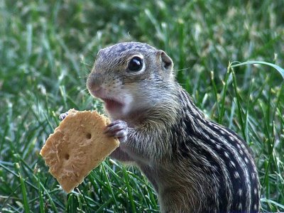 Latest Funny Pictures: Funny Chipmunk Photoes