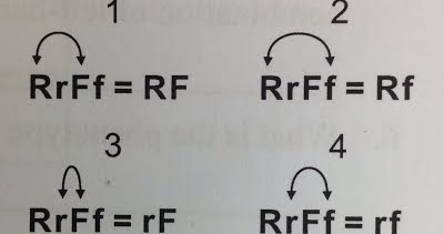 South Pontotoc Biology: Unit 11: Applied Genetics Notes, Vocabulary ...