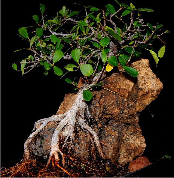 LENNARD'S BONSAI BEGINNINGS.: Root over rock Ficus.