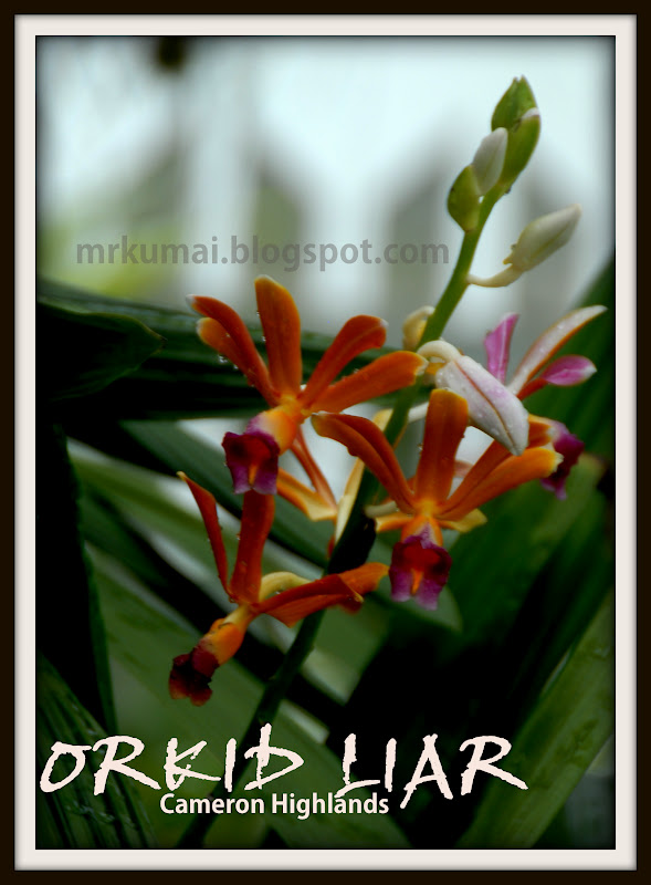mrkumai.blogspot.com: Tips Melawat Cameron Highlands: Orkid Liar