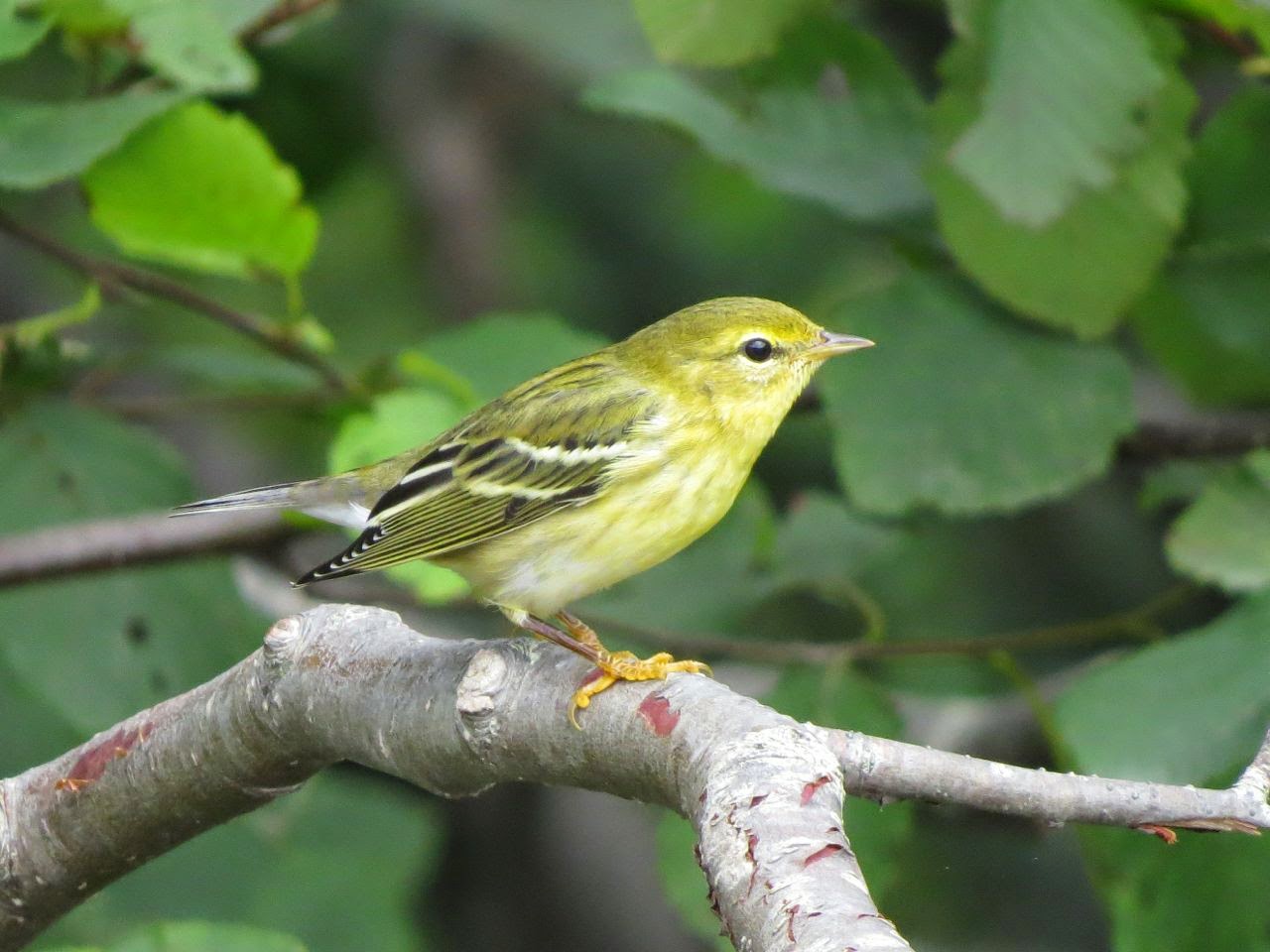 Birding with Buckley: Common Ringed Plover - same bird, new photos!