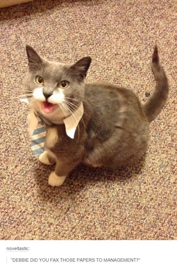 New cat memes compilation 2018