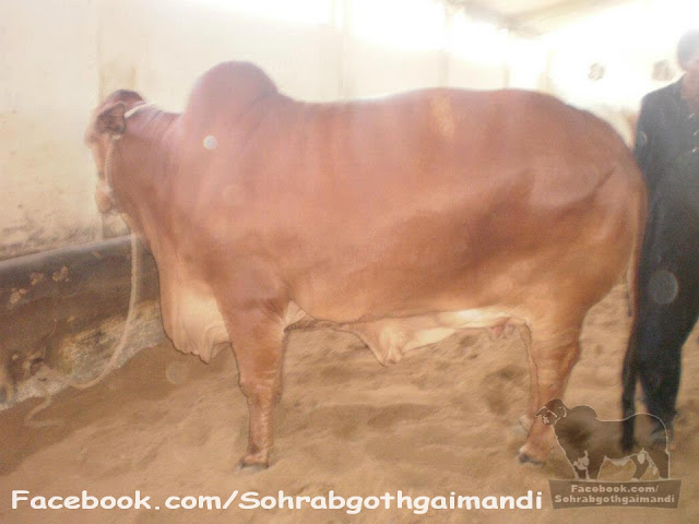 Sohrab Goth Gai Mandi Photos Gallery: Amir Dilpasand Cattle Farm 2013