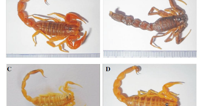 The Scorpion Files Newsblog: An update on the Saharan scorpion fauna in ...