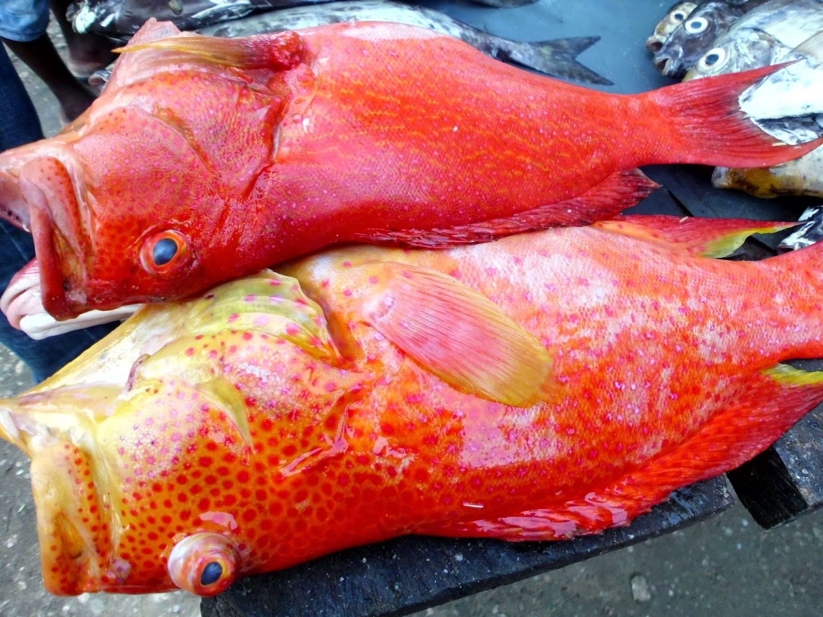 AINA YA SAMAKI WA BAHARINI ~ DOREEN BLOG