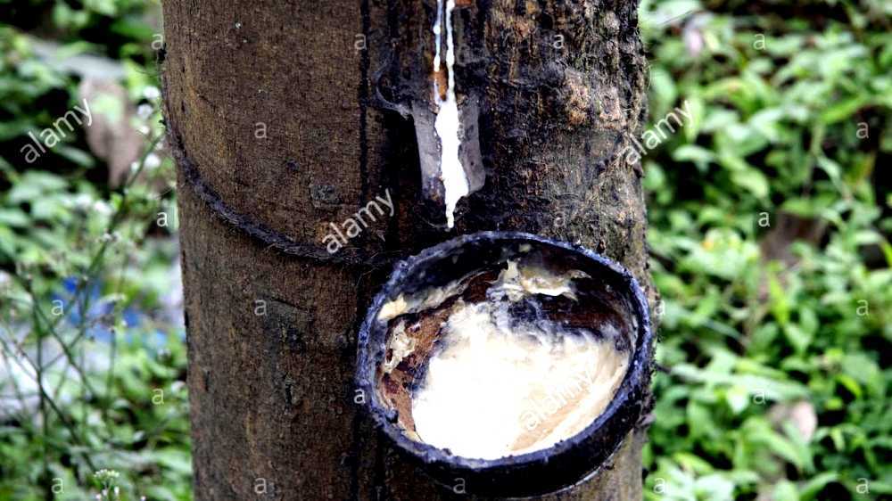Natural rubber