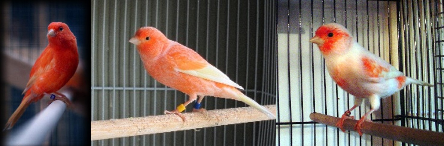 Kenari Warna (Color Bred Canary) ~ Tamsis Canary Farm