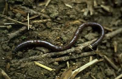 Annelida | de Biology