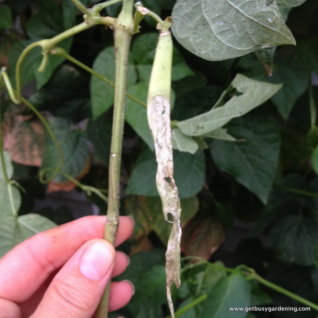 How To Control Slugs In The Garden Organically - Get Busy Gardening