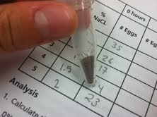 Honors Biology : 10/1 Brine Shrimp Lab/Natural Selection