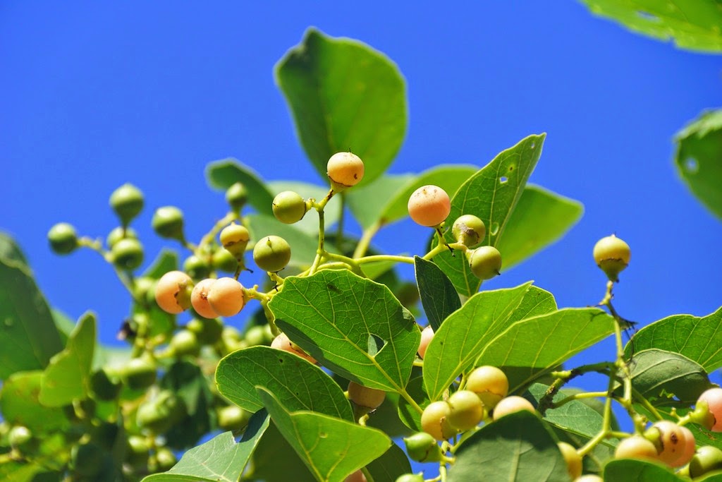 Flora de Puerto Rico Ilustrada Papo Vives: BORAGINACEAE CORDIA OBLIQUA ...