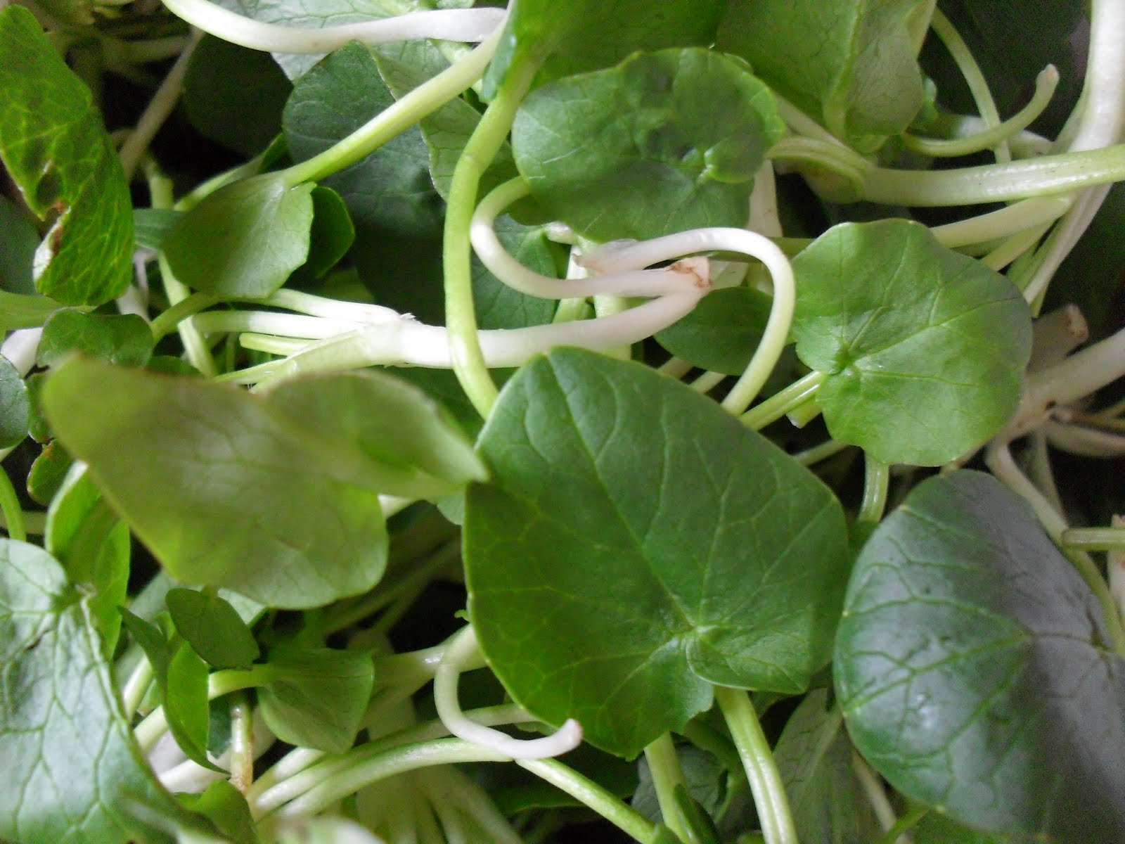 Salata de padure (untisor) cu fasole, porumb, ou si ridiche