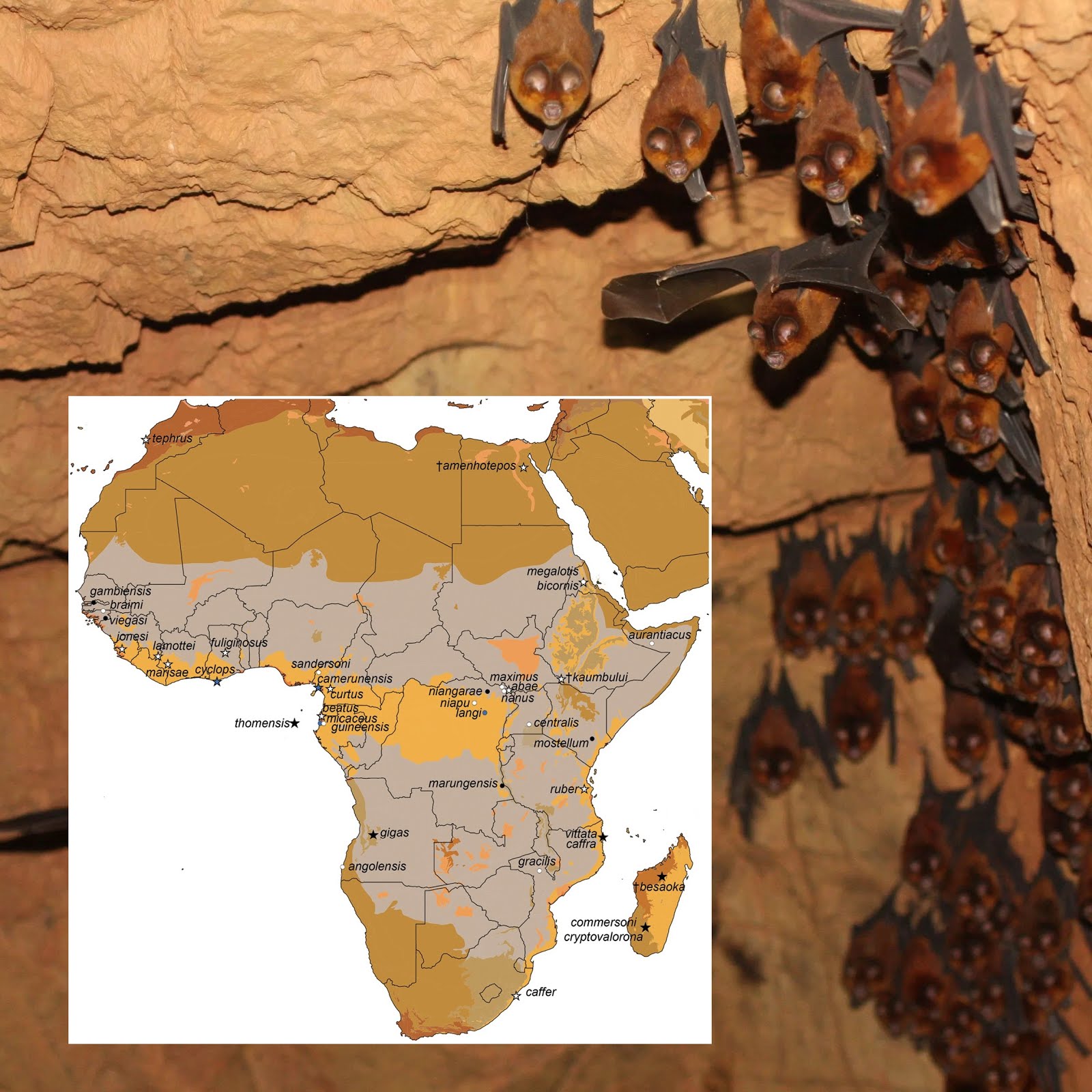 Species New to Science: [Mammalogy • 2020] Evolutionary Relationships ...