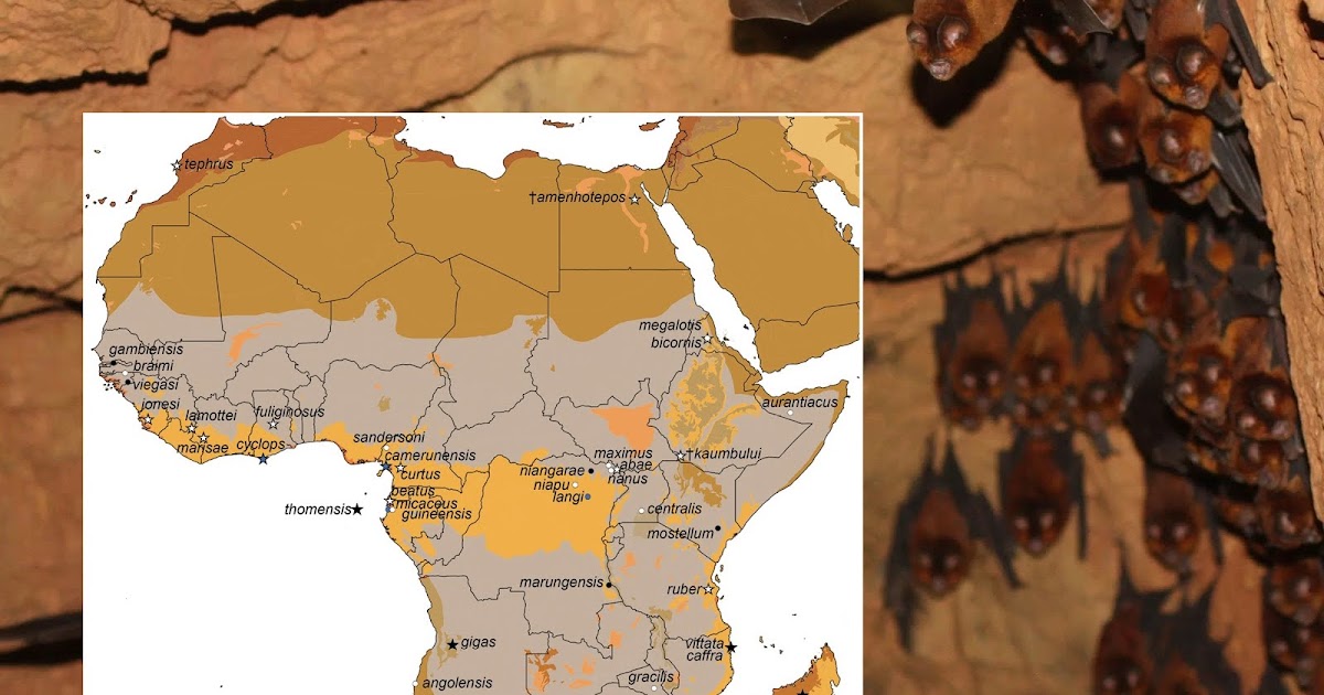 Species New to Science: [Mammalogy • 2020] Evolutionary Relationships ...