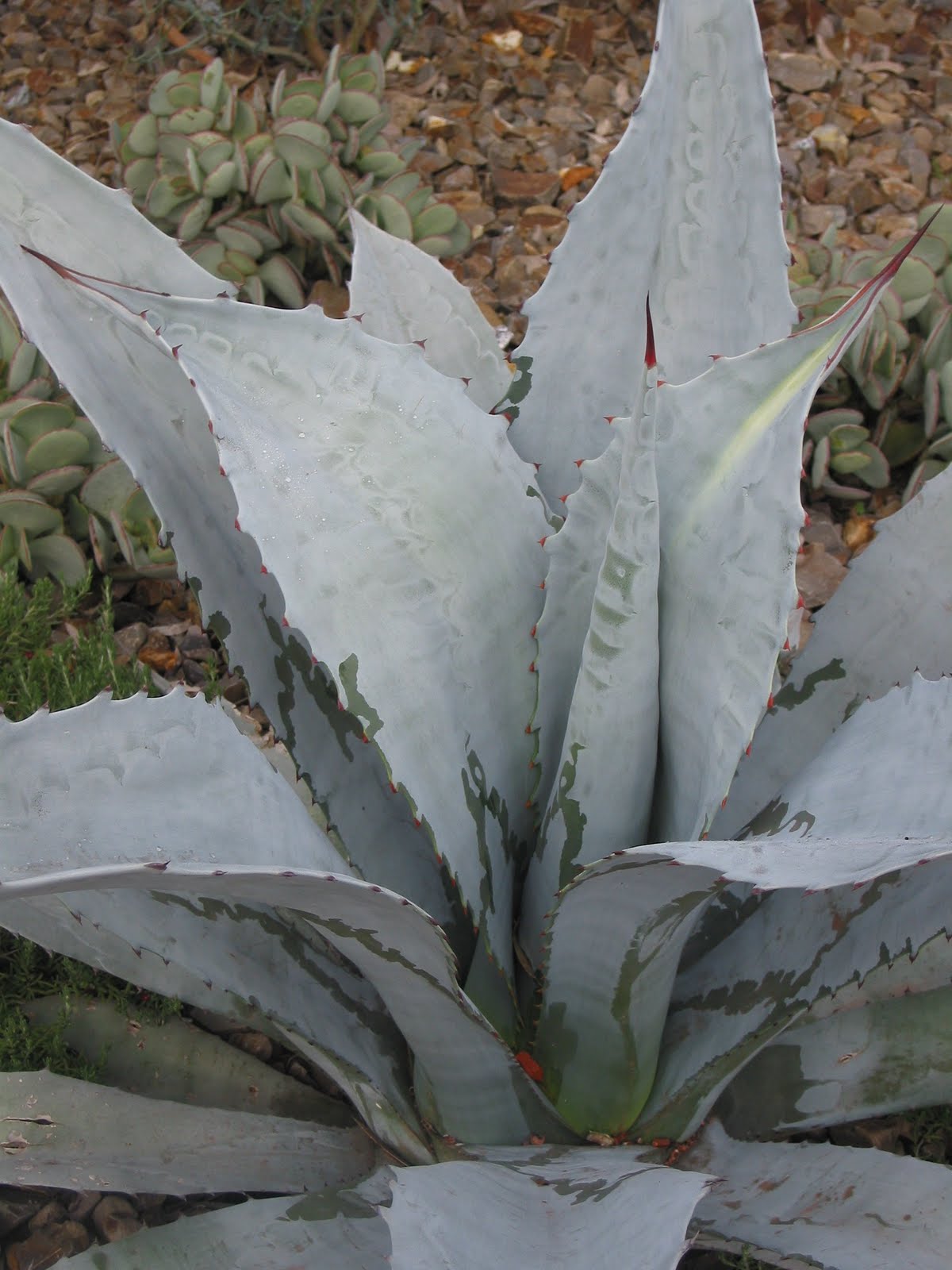 Gardener in the Distance...gardening and belonging in Ballarat.: An ...