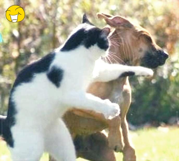 Kucing Vs Anjing - Gambar Lucu dan Unik