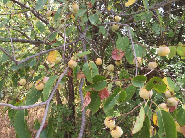 The Foraged Foodie: Foraging: identifying and sustainably harvesting ...