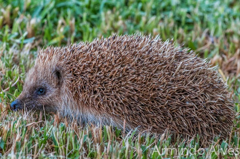TERRA VIVA: OURIÇO-CACHEIRO