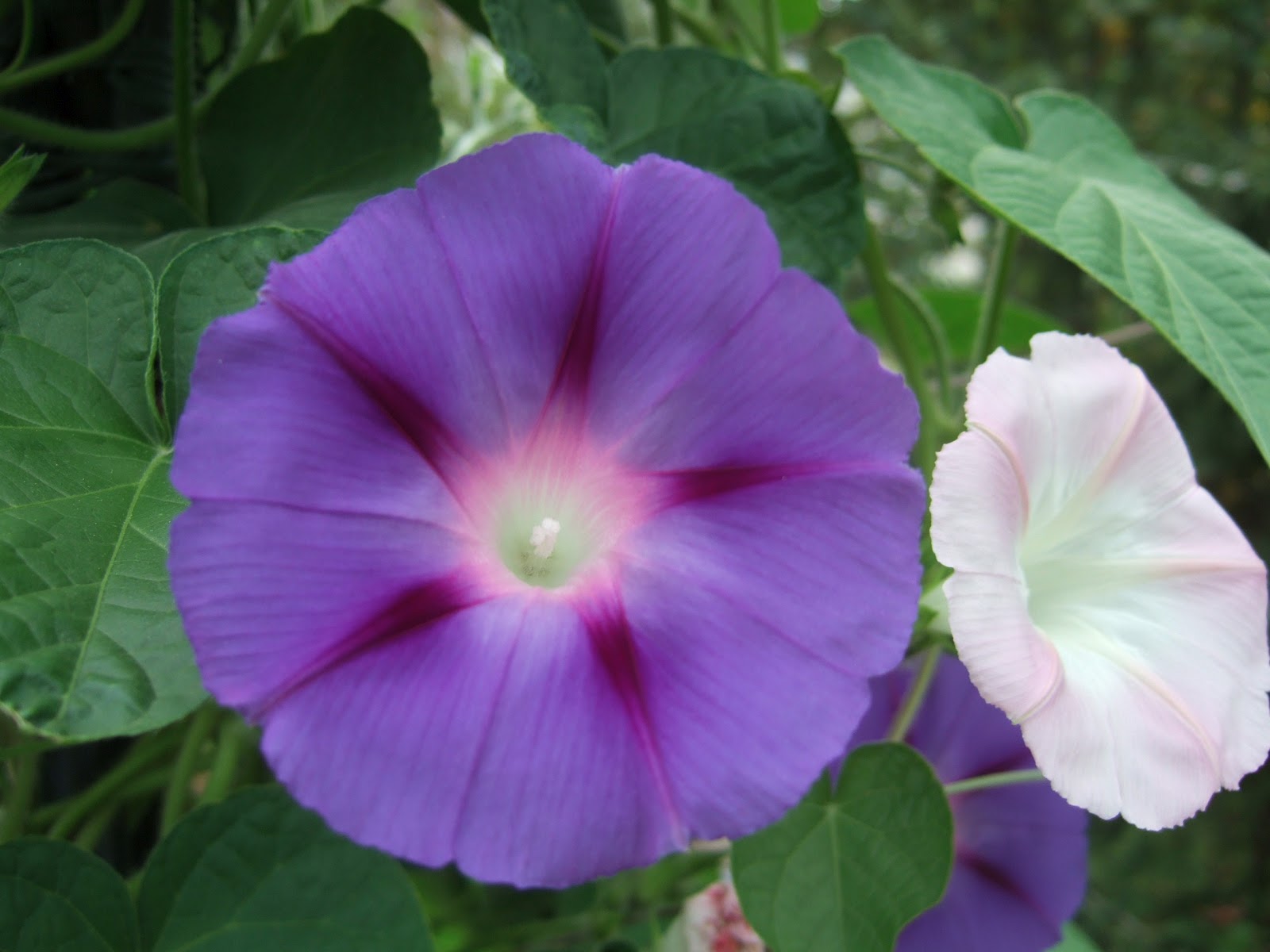 JURA - GARTEN: Variationen von Prunkwinden