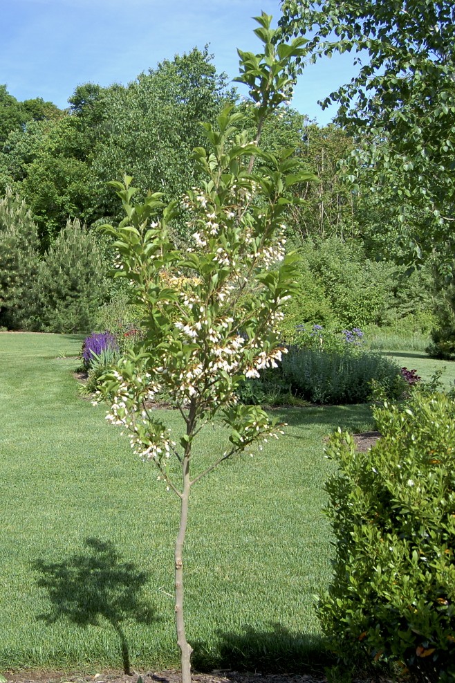 Plant Inventory at 20 Timothy : Styrax japonicus / Snowbell