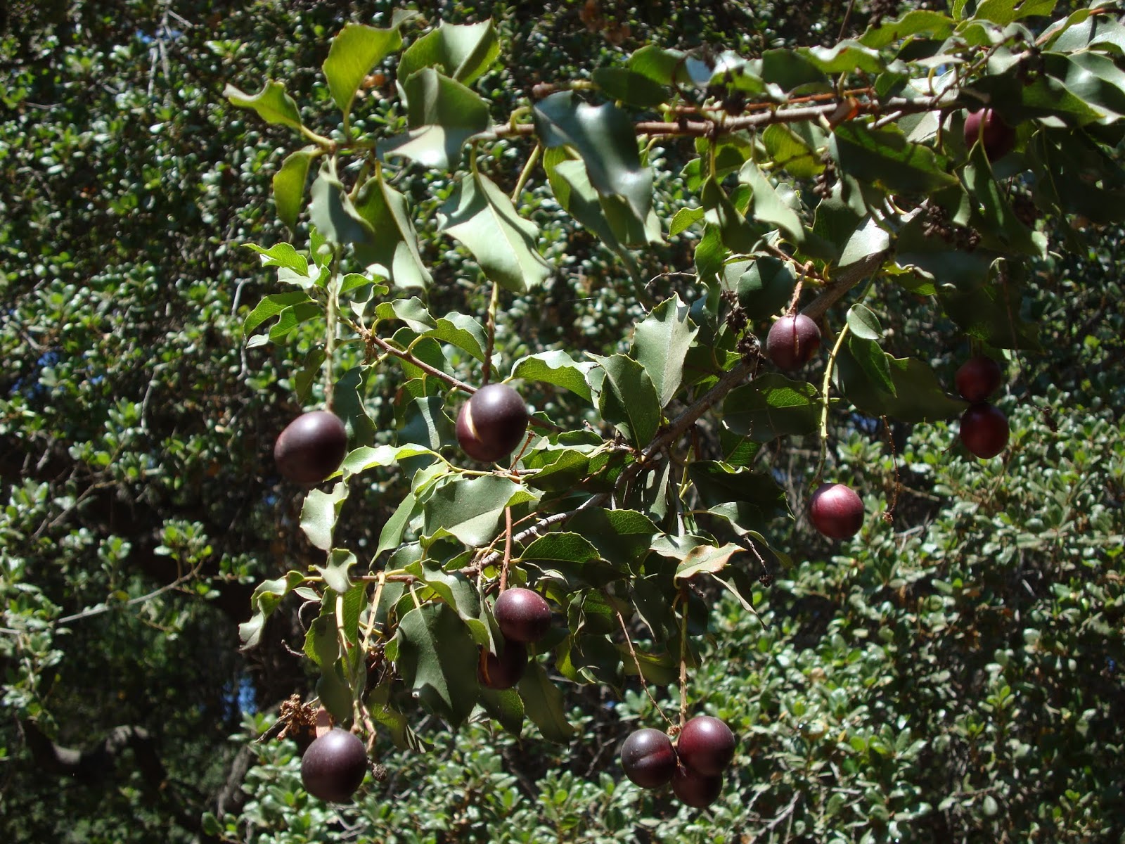 Voice In The Wilderness: The Wild Cherry