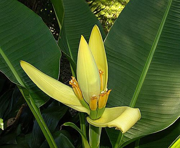 Species New to Science: [Botany • 2007] Musa siamensis | Thai Gold ...