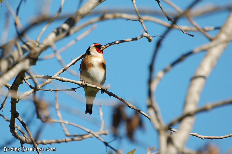 Birding Catalunya: Ocells al pantà de Riudecanyes