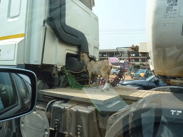 The Bullock's in West Africa: Transporting goats