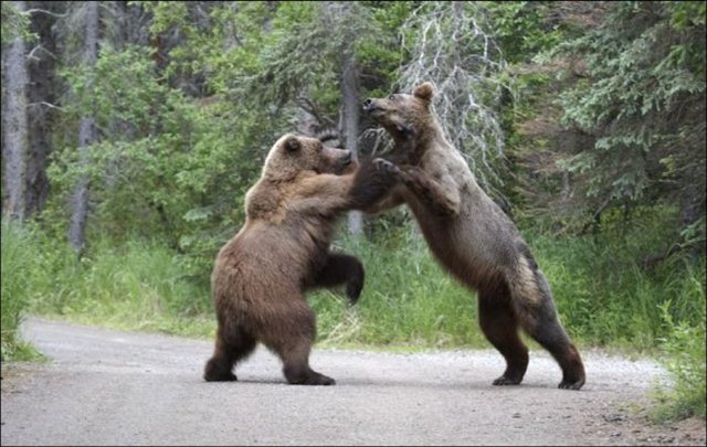 Bears fighting (9 pics) | Amazing Creatures