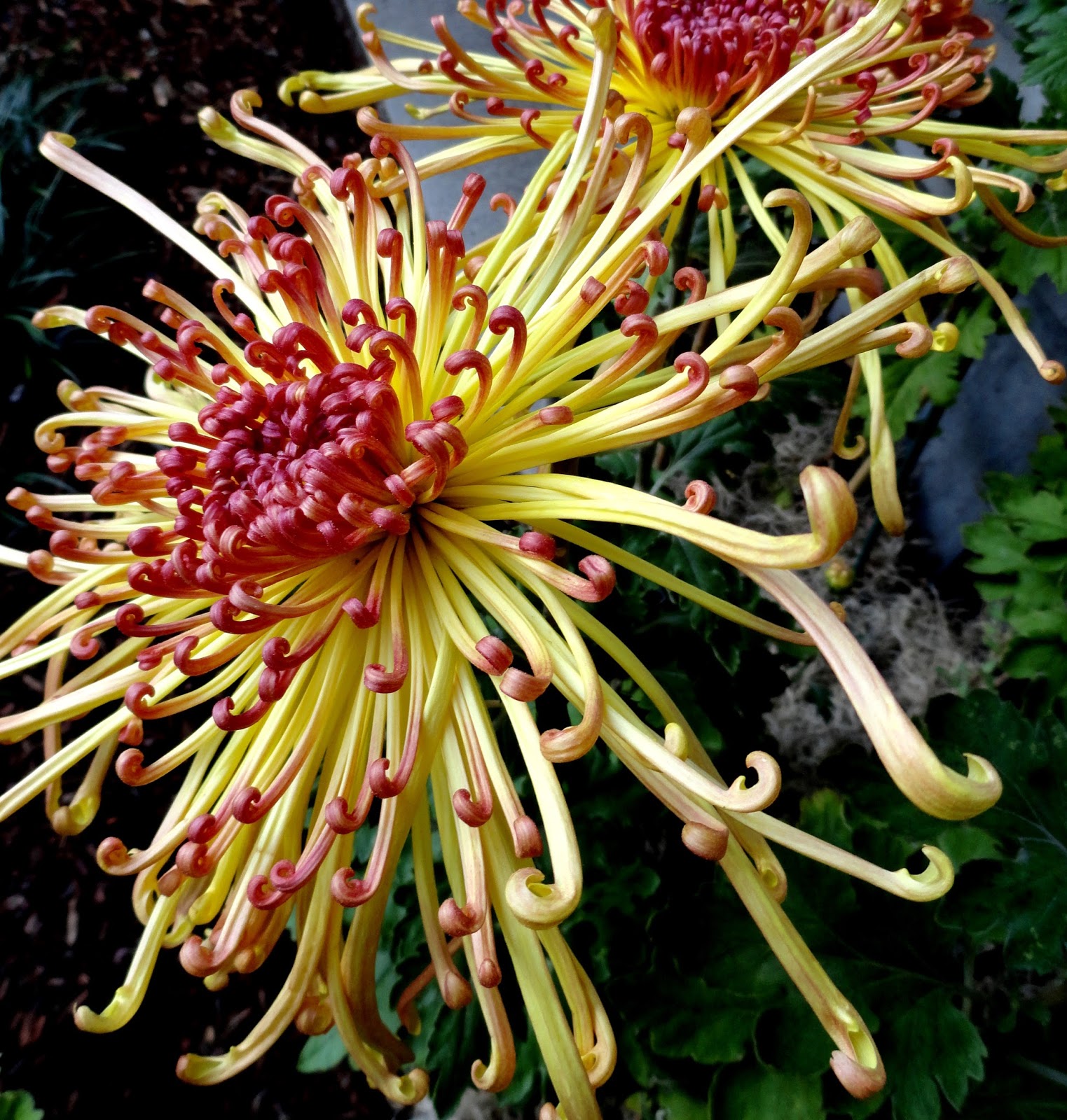 danger garden: The Ninth Moon Floral Design Showcase at Lan Su