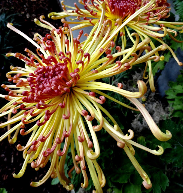 danger garden: The Ninth Moon Floral Design Showcase at Lan Su