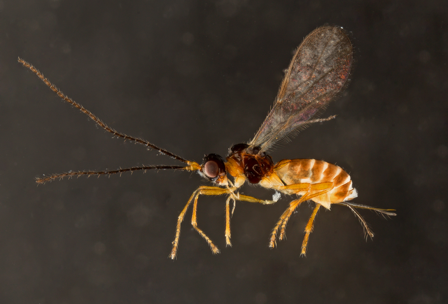 FuturCrop: Listado de organismos de control biológico para el control ...