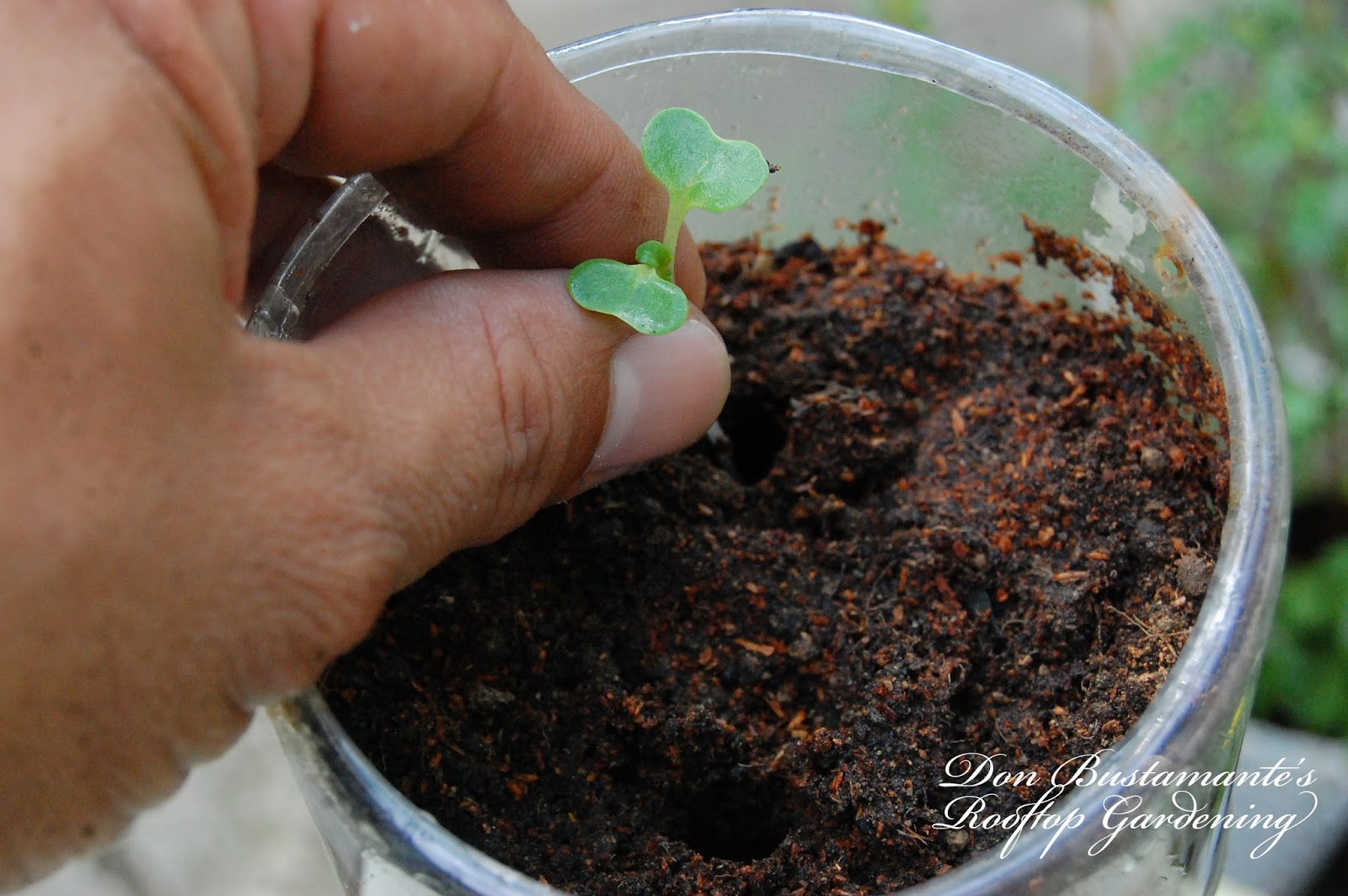 Don Bustamante's Rooftop Garden: How To Plant Pechay In Self Watering ...