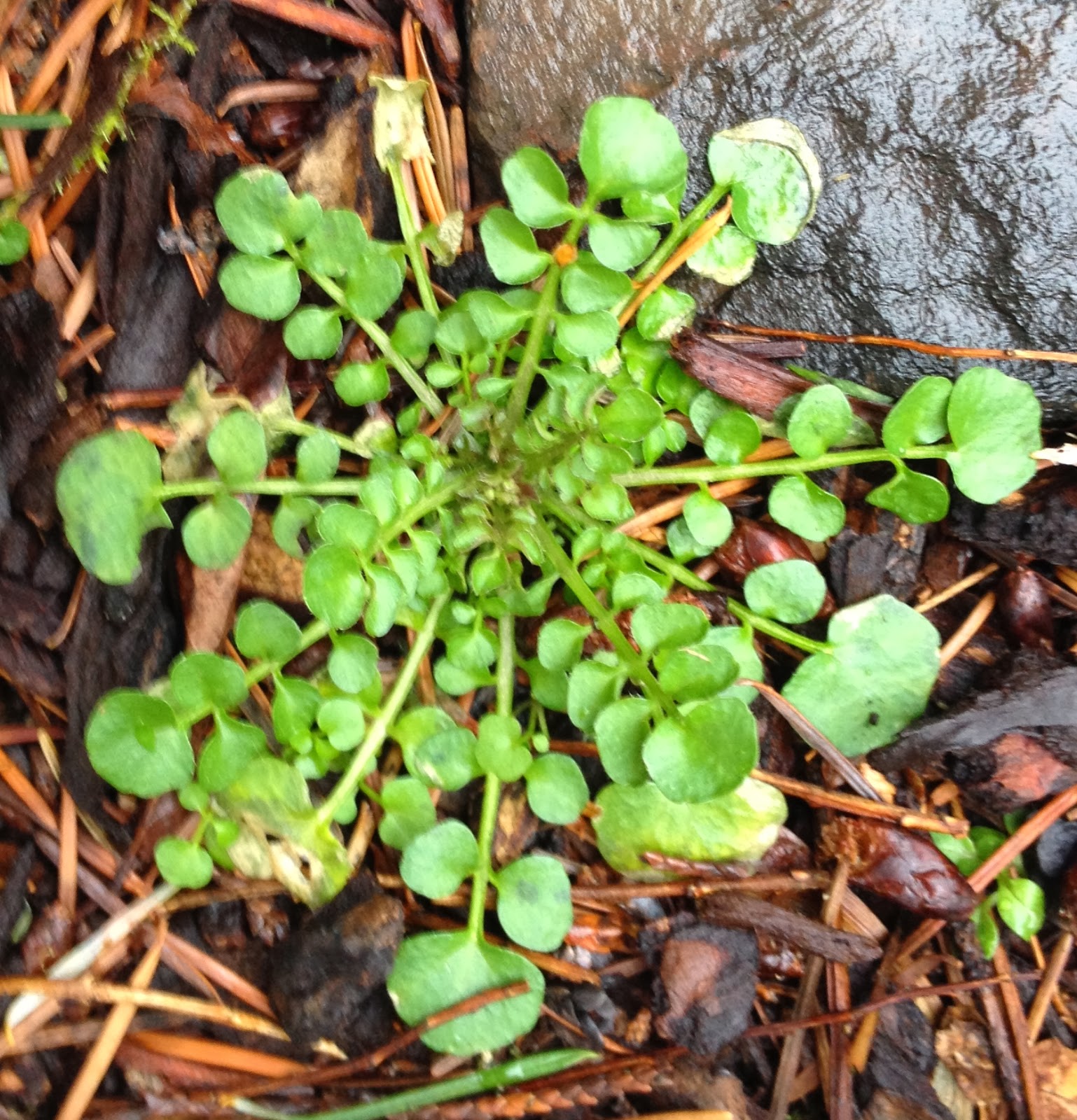 Fresh Start Cooking: Shot Weed - as Local as it Gets