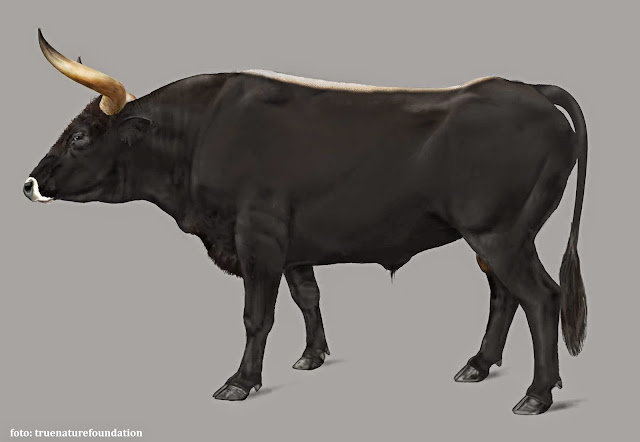 Weert en natuur: Krijgt het Tauros-project concurrentie??