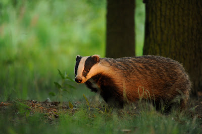naturfoto-mross: Dachs