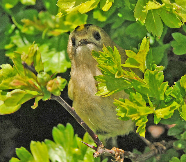 Brian Rafferty...Wildlife Photographer: Golden Crested Wren