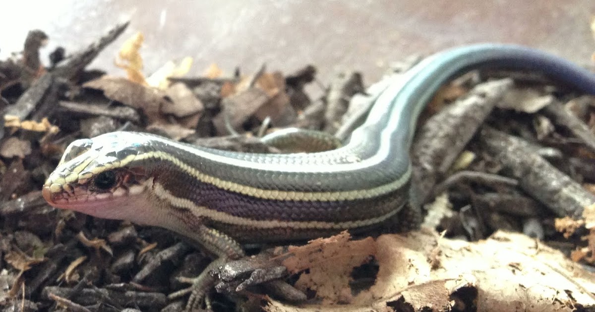Laura's Room: Japanese five-lined skink