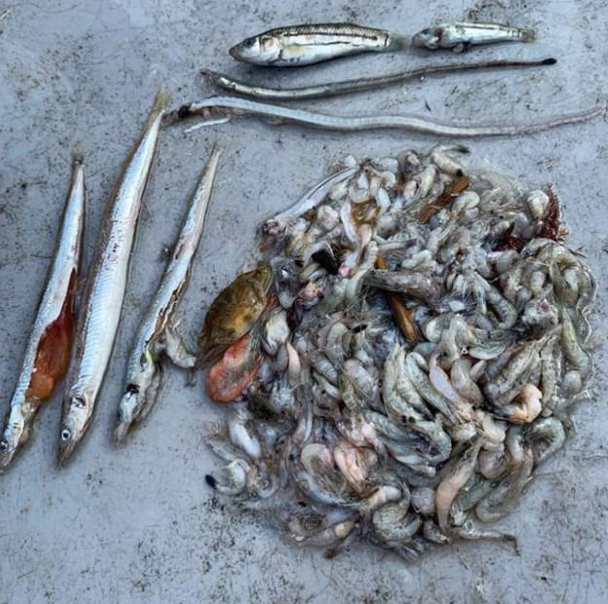 The Average Angler: 12.24.18 Interesting stomach contents from early ...