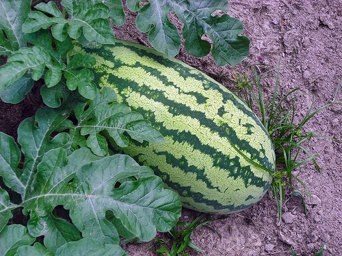 Syarat Tumbuh Tanaman Semangka - BUDIDAYAKU