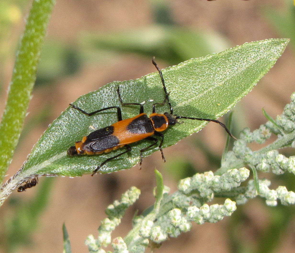 Bug Eric: A Beetle Mimicry Complex