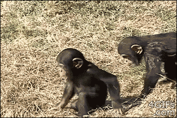 DIVERSAMENTO: Gif: Macaquinho Sacana e Mãe Protetora