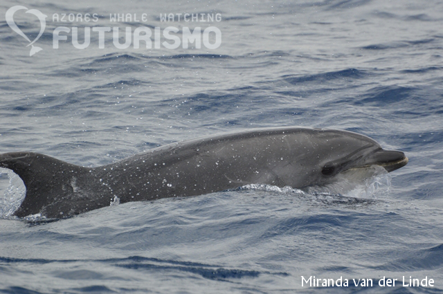 Dolphin watching in the rain - Azores Whales