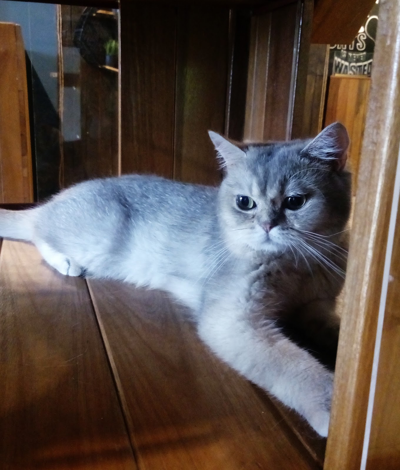 Johan and His Cats Studio - Tempat wajib bagi penggemar kucing - emilinda