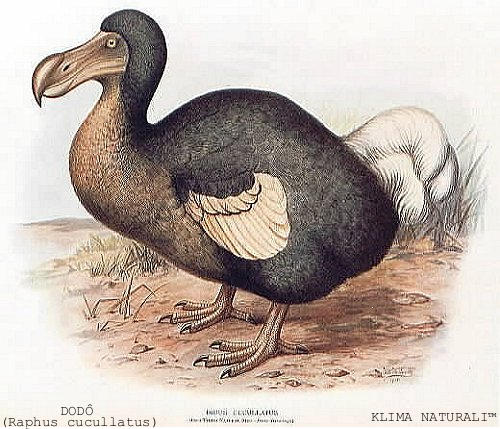 DODÔ OU DODÓ, AVE DA FAMÍLIA RAPHIDAE