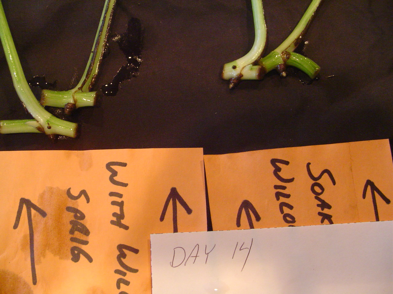 Extend the Season: Willow Water Experiment #1: Day 14 FINAL REPORT